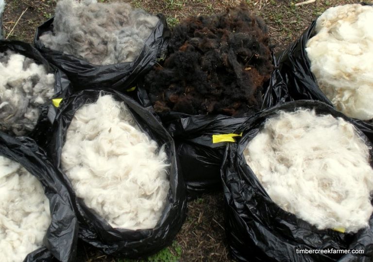 Wool-Yielding Animals for Yarn and Fiber - Countryside